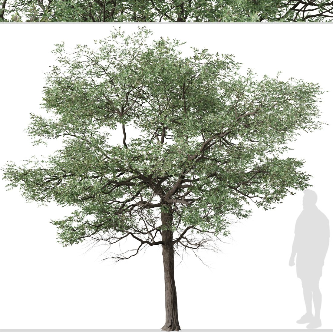Set Of Terminalia Sericea Tree ( Silver Cluster ) - 3D Model for VRay, VRay
