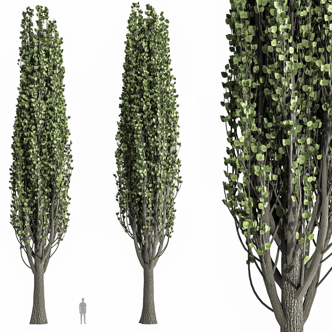 Tree Vol 01 3D Model for VRay, Corona | CGMood