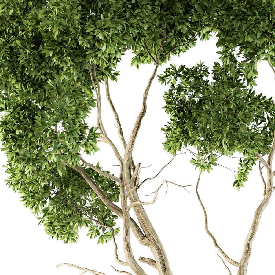 Tree Green Maple - Set 27 - 3D Model for VRay, Corona
