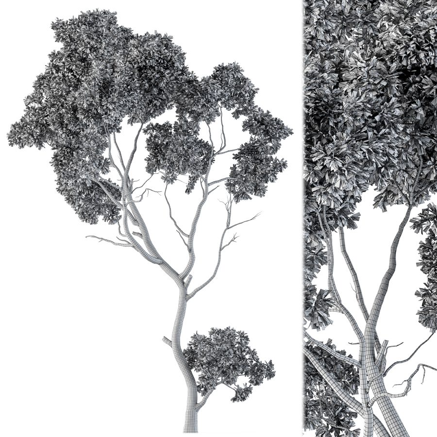 Tree Green Maple - Set 27 3D Model for VRay, Corona | CGMood