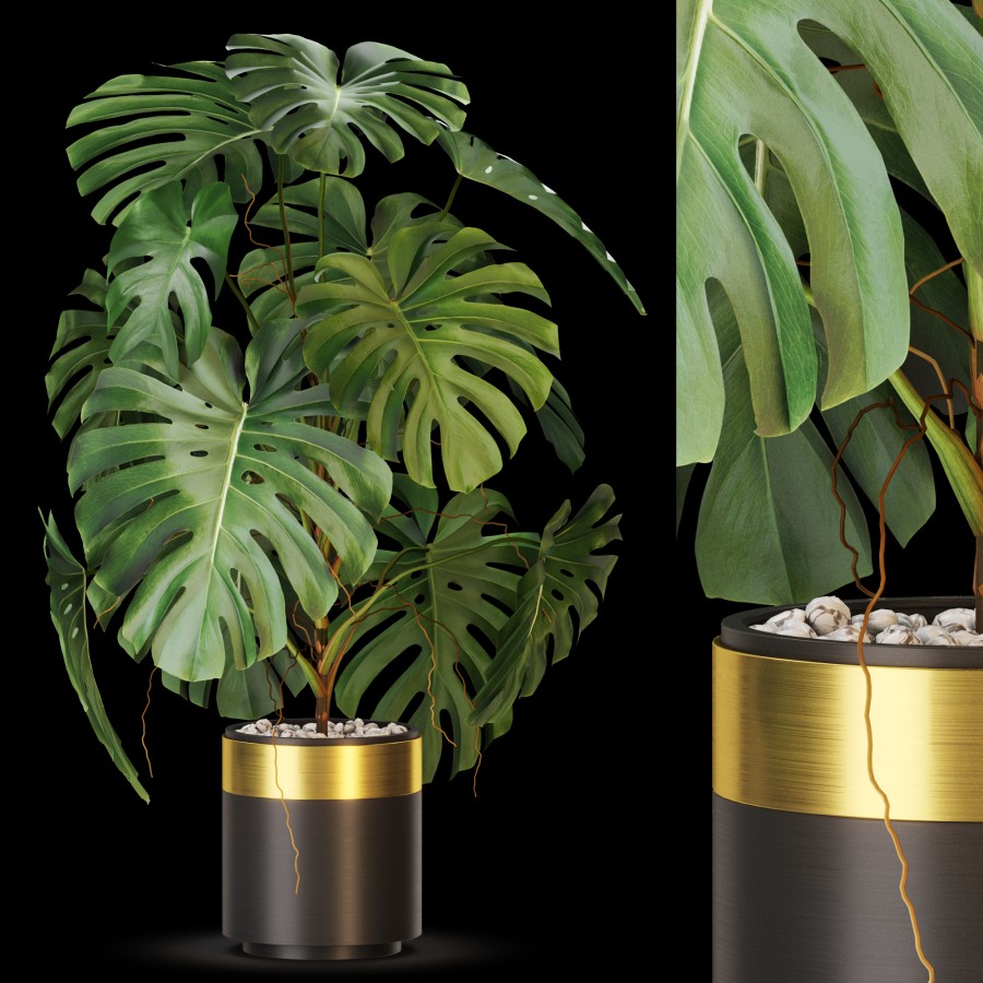 Plants Collection 636 - 3D Model for Corona