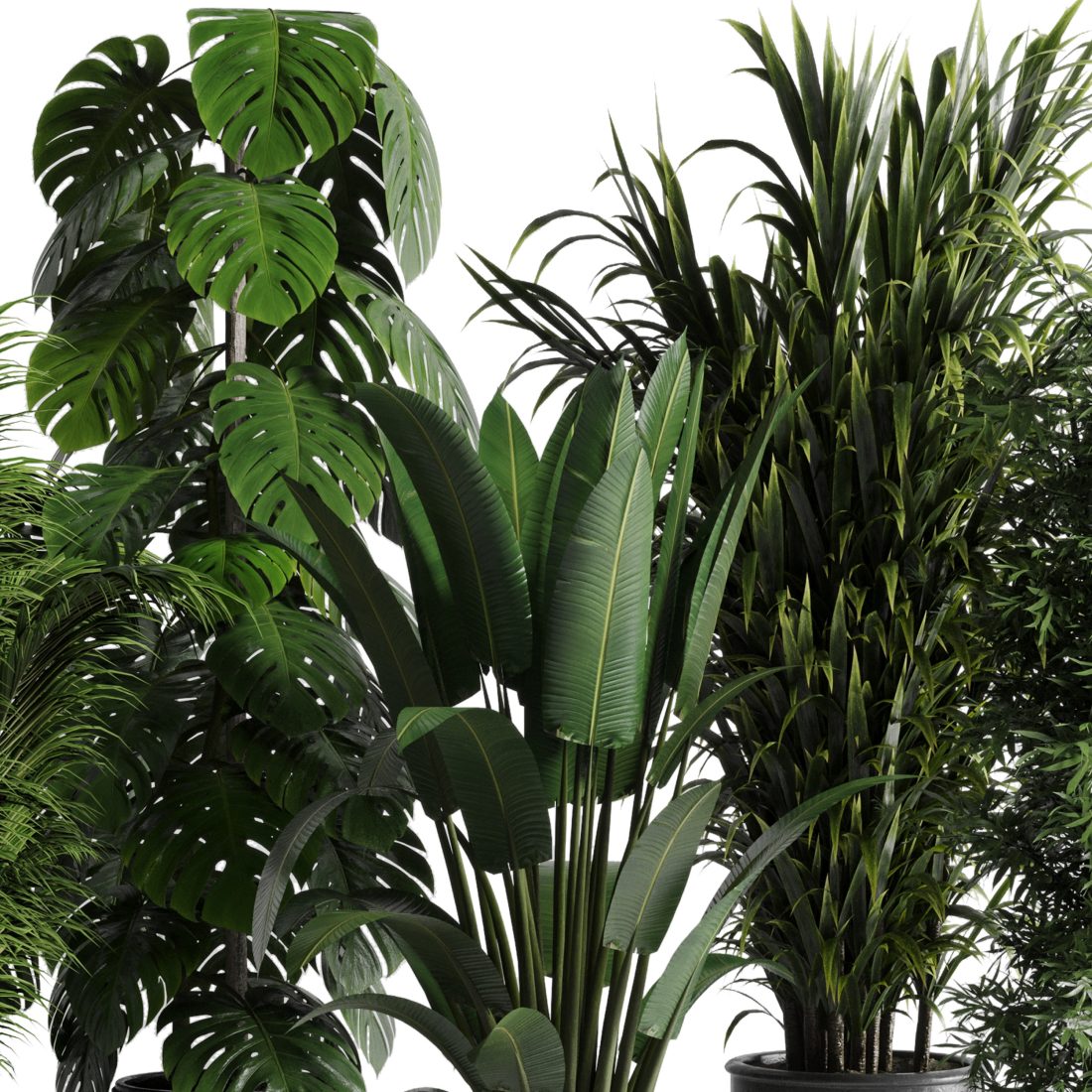 Indoor Plant Set 345 Ravenala Bamboo Monstera Palm - 3D Model for VRay ...