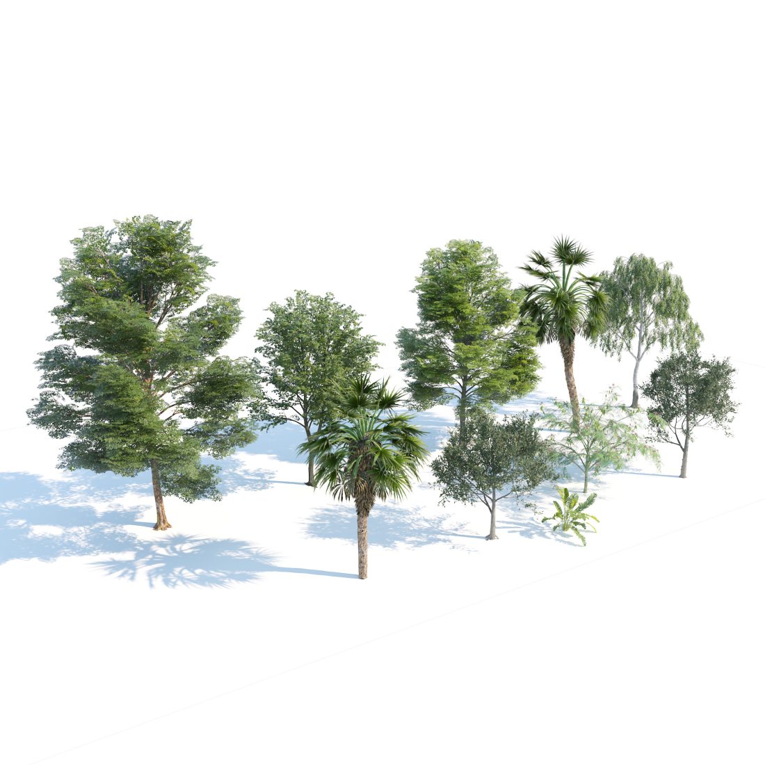 Park Trees Collection 3D Model for VRay, Corona | CGMood