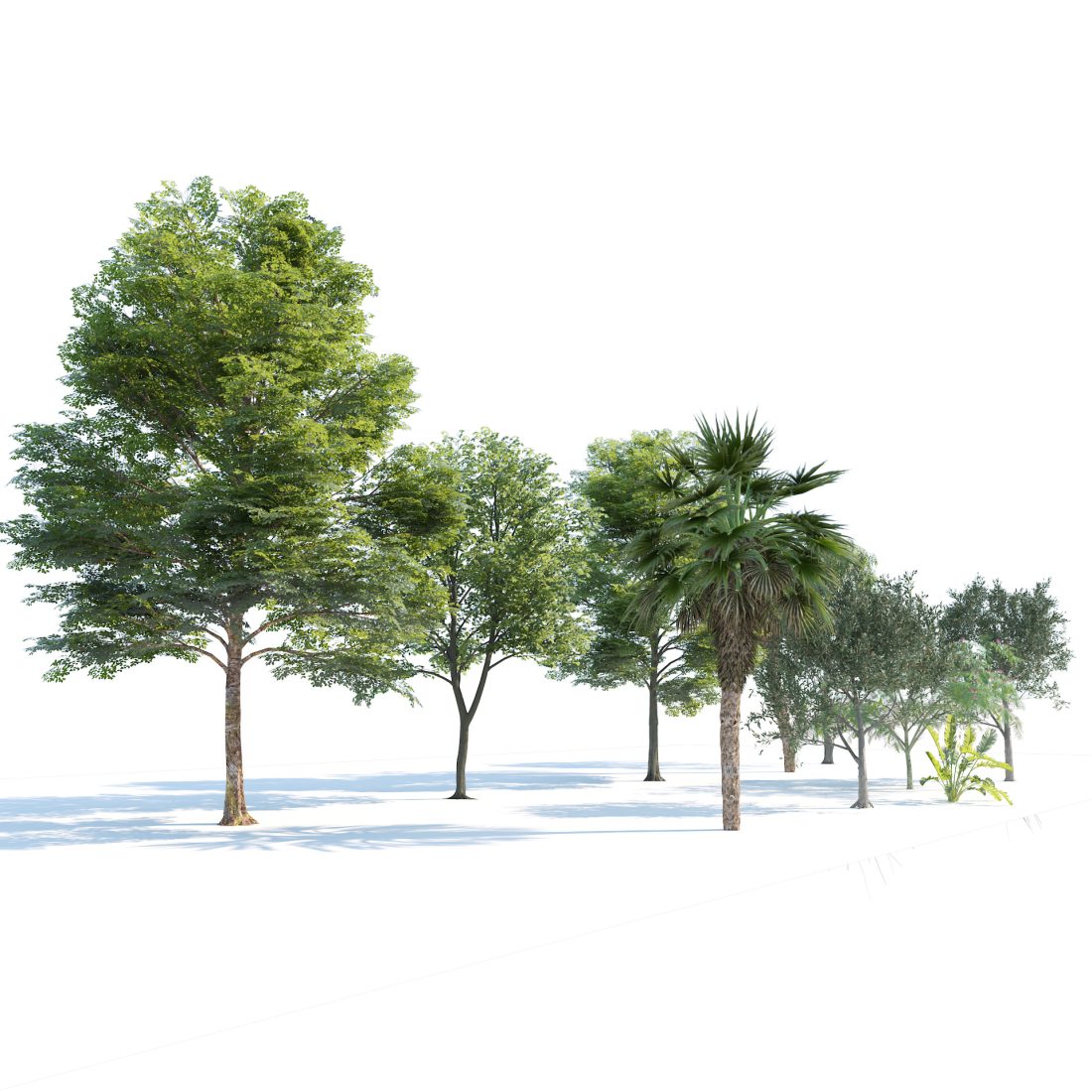 Park Trees Collection - 3D Model for VRay, Corona