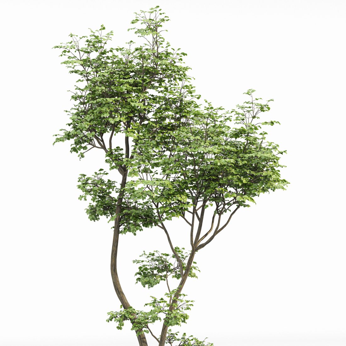 Beautiful Tree Hazel Leave Birch Tree - 3D Model for VRay, Corona