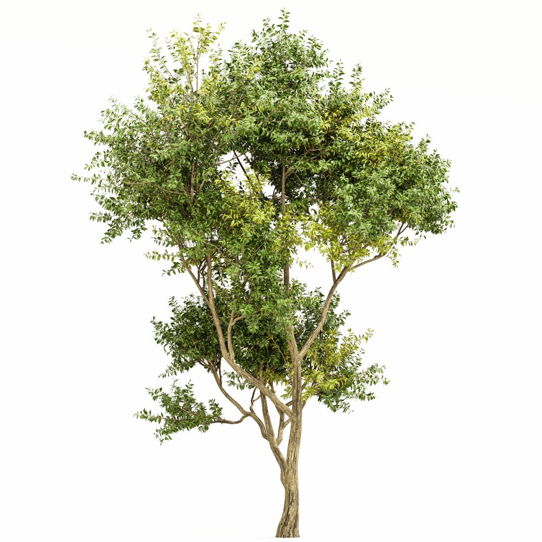 Eucalyptus Sweet Chestnut Tree - 3D Model for VRay, Corona