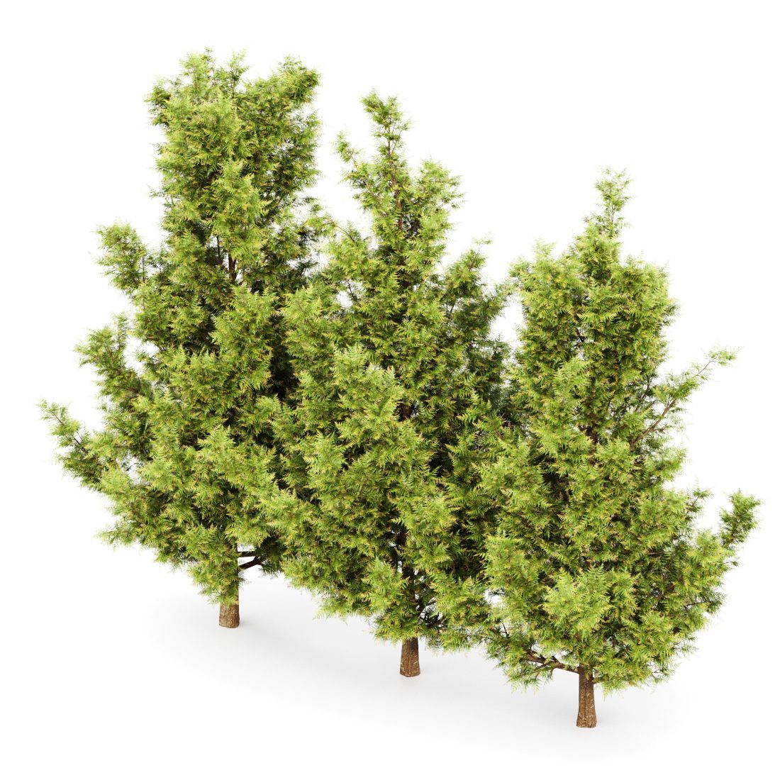 Leyland Cypress Tree Cupressocyparis Leylandi - 3D Model for VRay, Corona