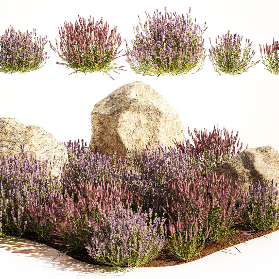 Alpine Slide With Lavender Bushes, Sage And Stones 3D Model for VRay ...