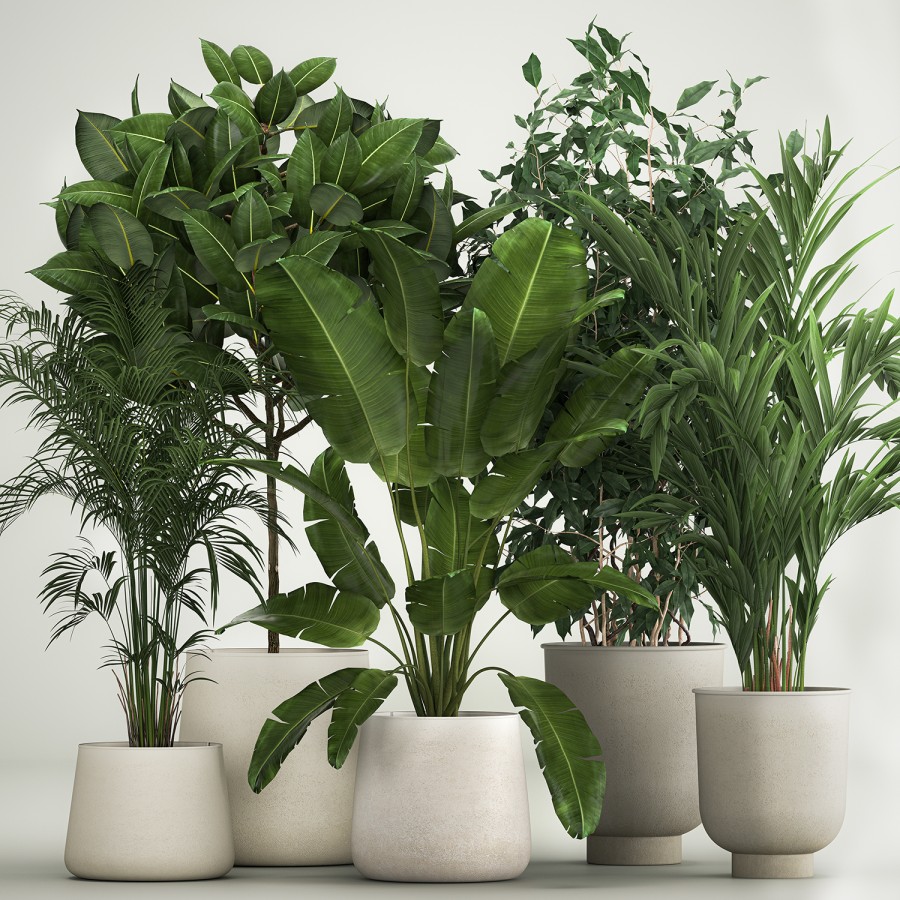 Set Of Potted Plants Ficus Palm Strelitzia 1198 - 3D Model for VRay
