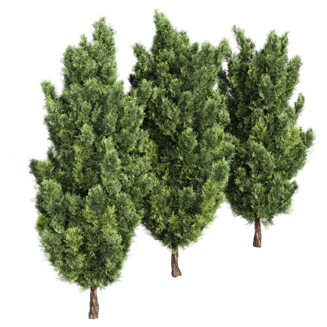 Plant Mediterranean Italian Cypress Tree - 3D Model for VRay, Corona