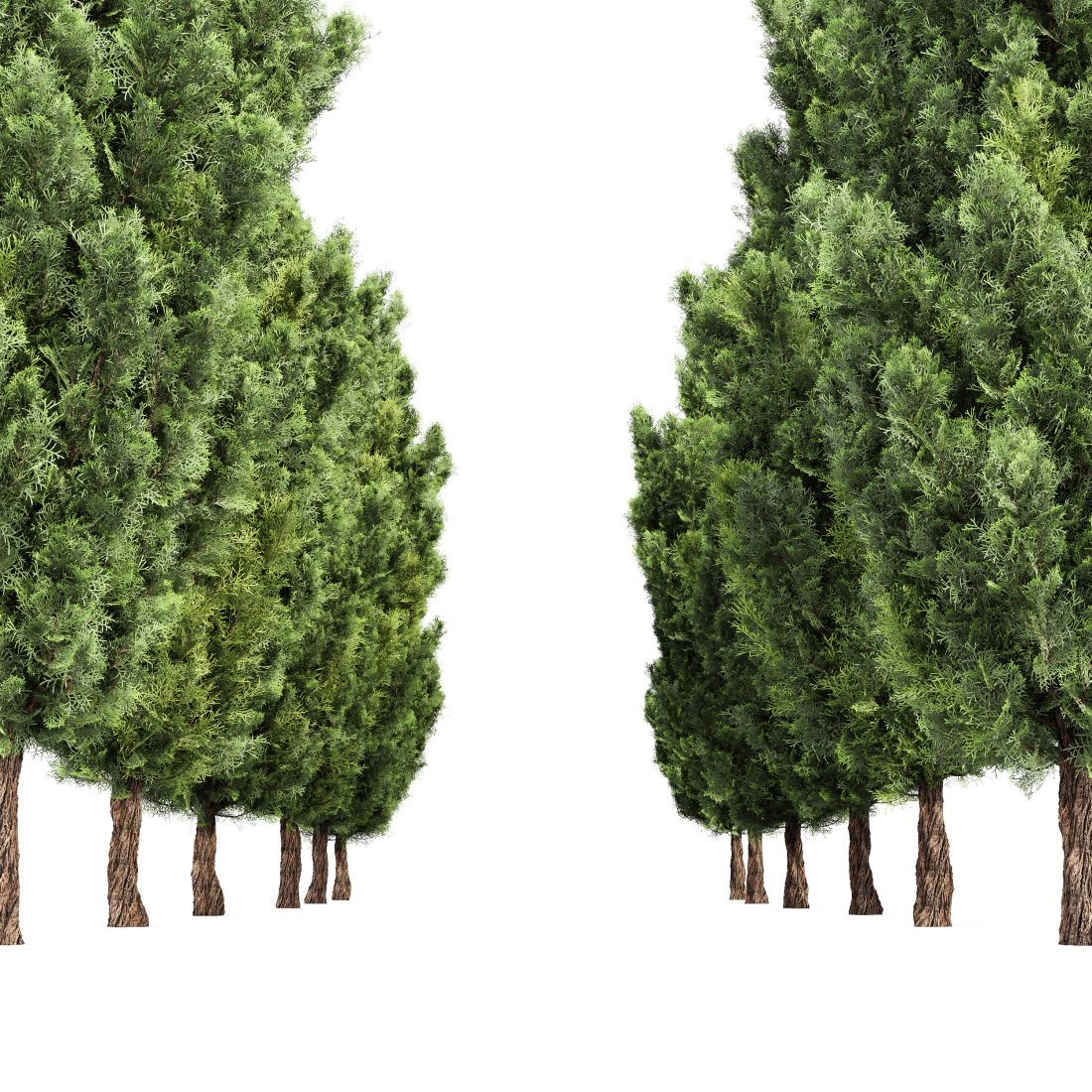 Plant Mediterranean Italian Cypress Tree - 3D Model for VRay, Corona