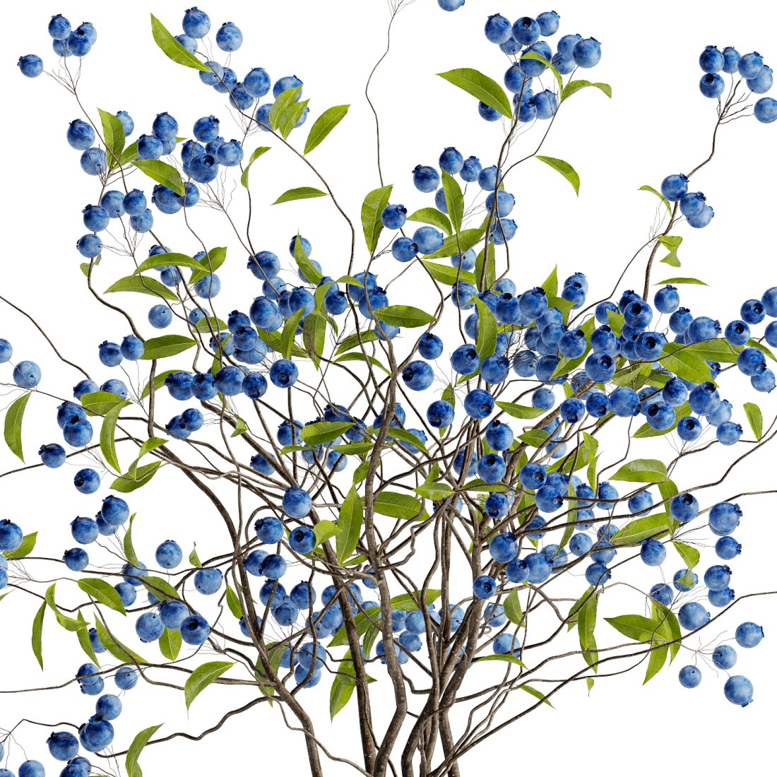 Blueberry Bouquet Inserted Into Glass Vase - 3D Model for VRay, Corona