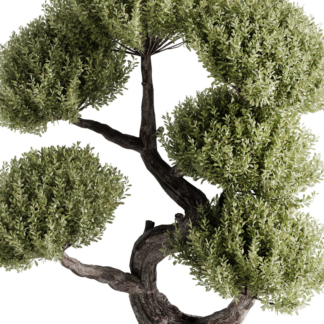 Indoor Bonsai Plants 21 3D Model for VRay, Corona | CGMood