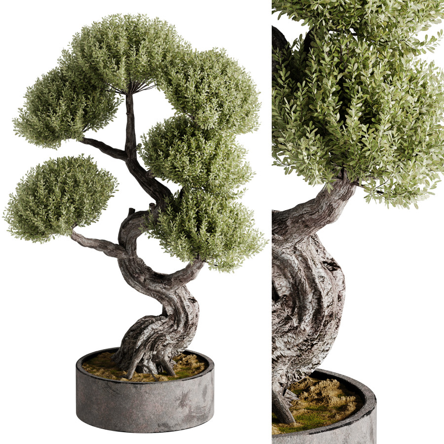 Indoor Bonsai Plants 21 3D Model for VRay, Corona | CGMood