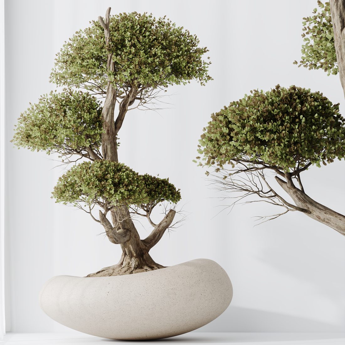 Ficus Retusa Microcarpa Bonsai Ginseng07 - 3D Model for VRay, Corona