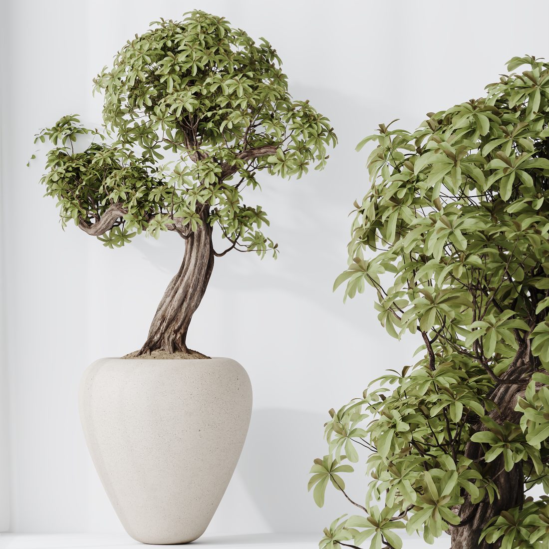 Ficus Retusa Microcarpa Bonsai Ginseng08 3D Model for VRay, Corona | CGMood