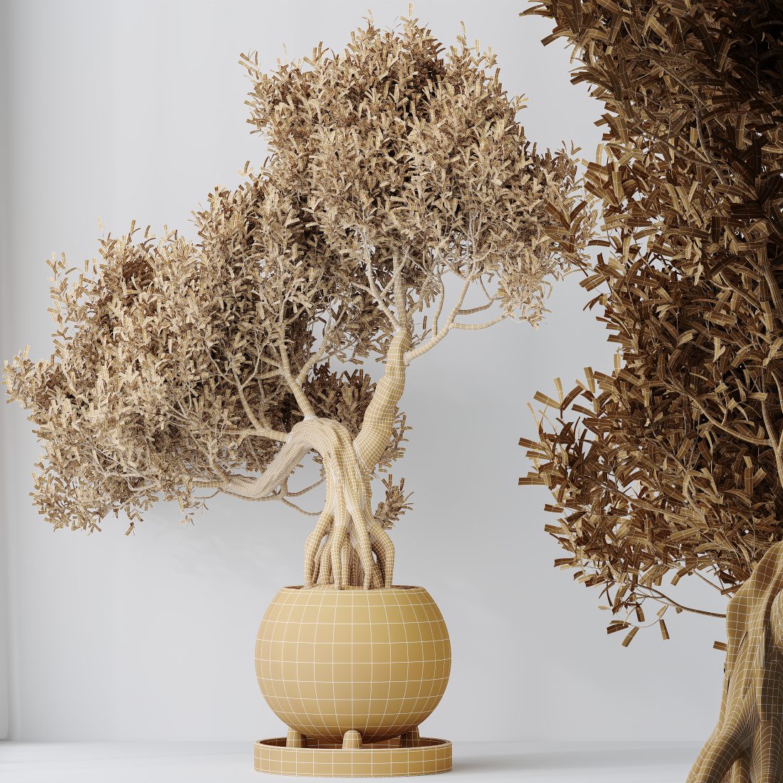 Ficus Retusa Microcarpa Bonsai Ginseng10 - 3D Model for VRay, Corona