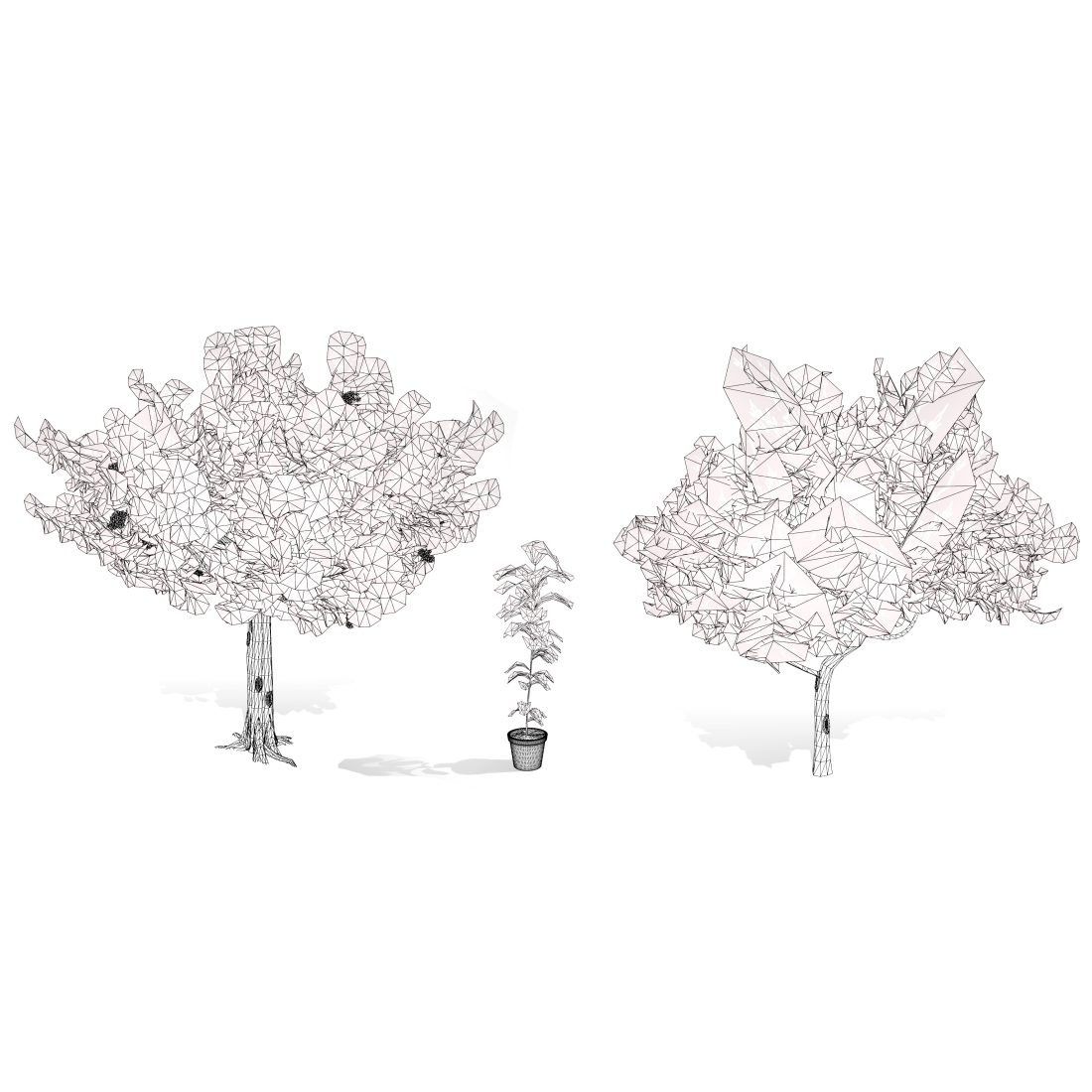 Australian Cupaniopsis Anacardioides Trees - 3D Model for VRay, Corona