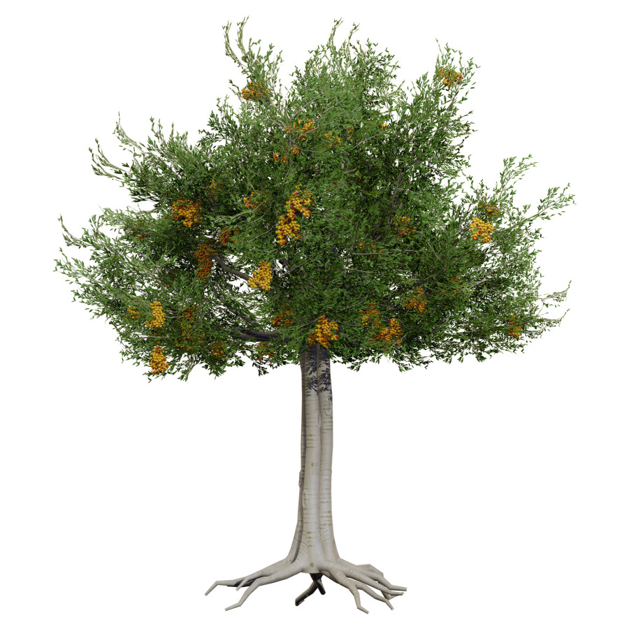 Australian Cupaniopsis Anacardioides Trees - 3D Model for VRay, Corona