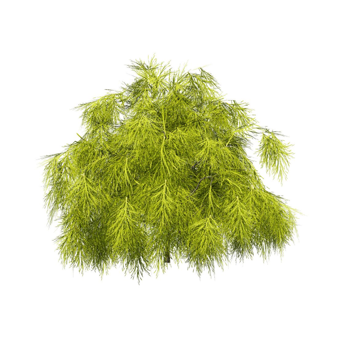 Acacia Cognata Tree 3D Model for VRay, Corona | CGMood