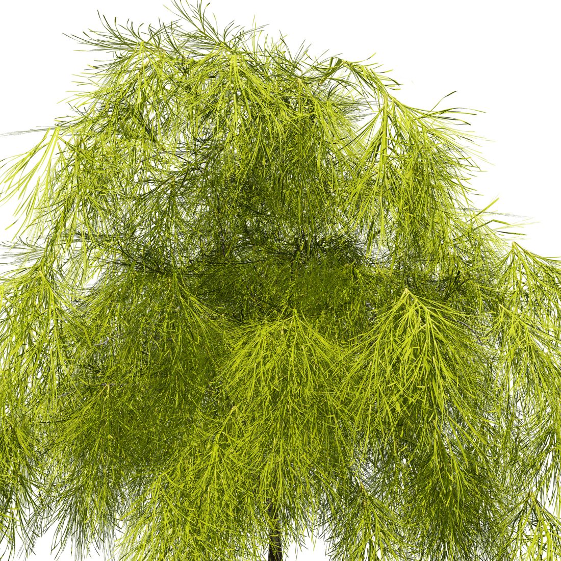 Acacia Cognata Tree 3D Model for VRay, Corona | CGMood