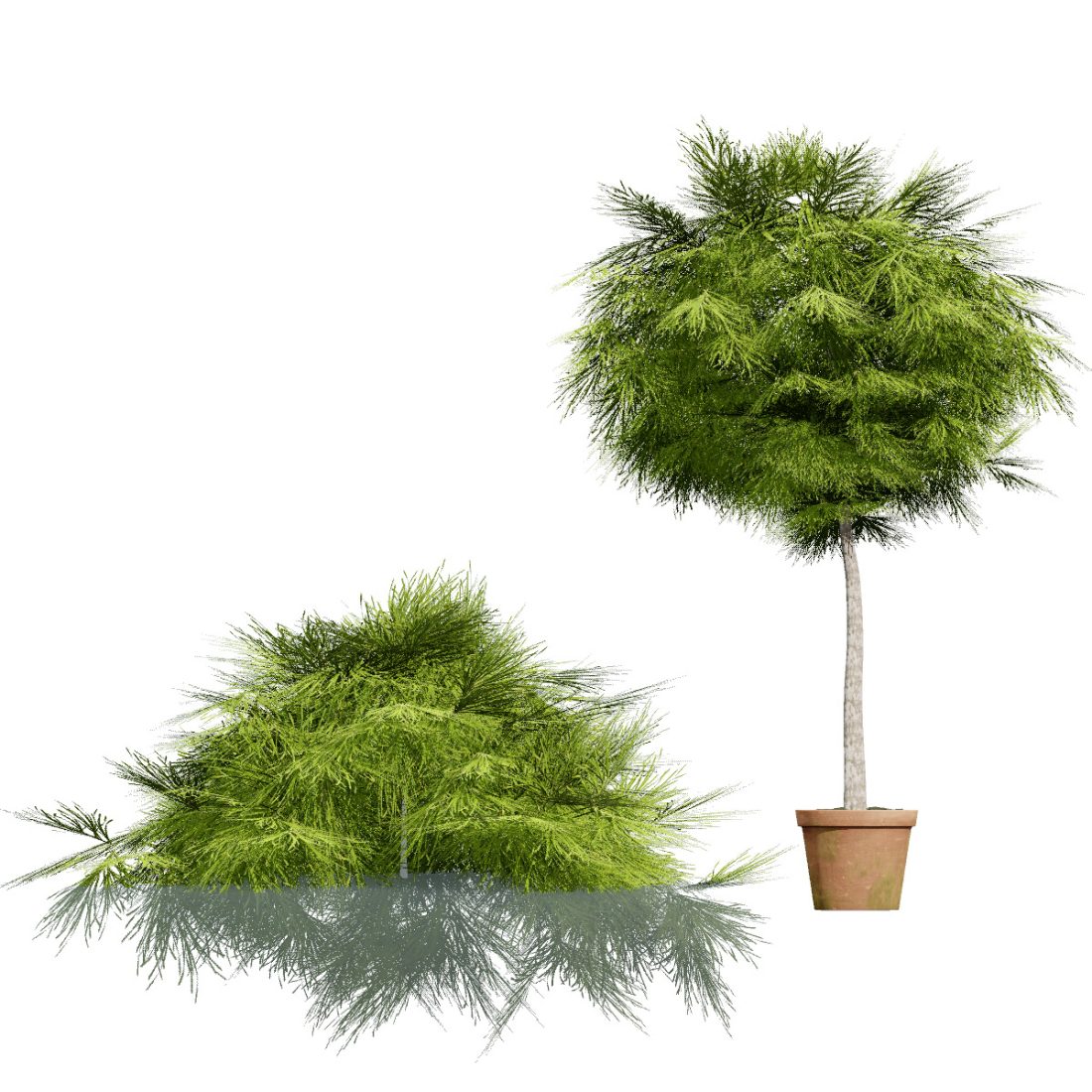 Acacia Cognata Tree 3D Model for VRay, Corona | CGMood