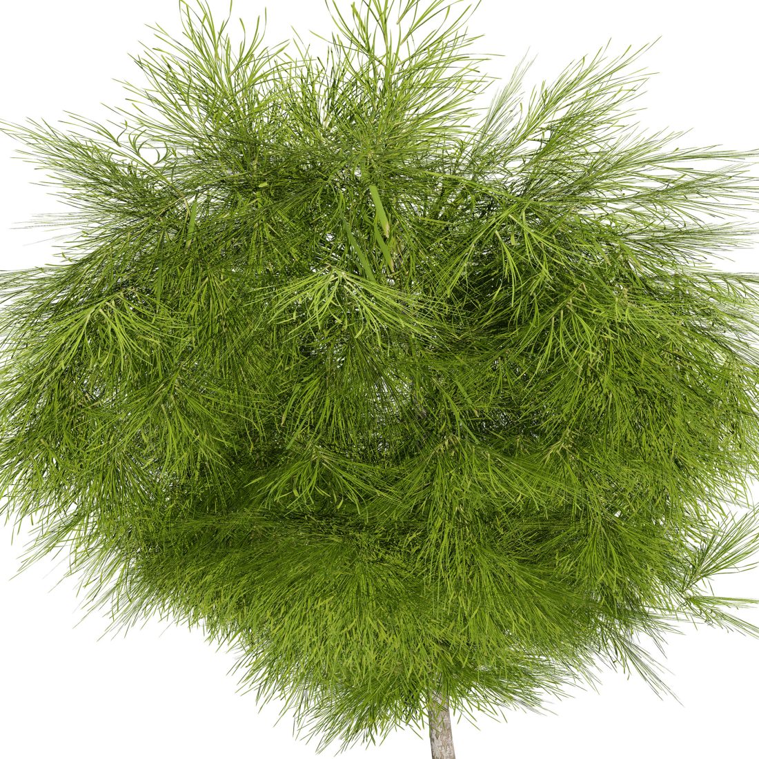 Acacia Cognata Tree 3D Model for VRay, Corona | CGMood