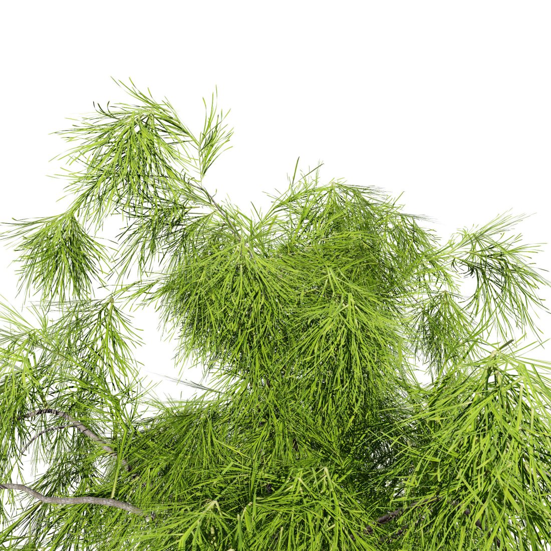 Acacia Cognata Tree 3D Model for VRay, Corona | CGMood