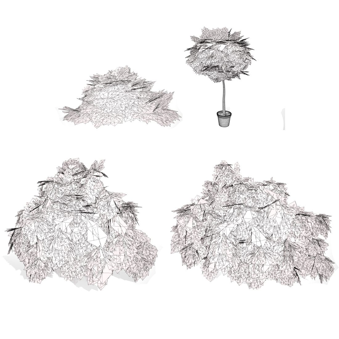 Acacia Cognata Tree 3D Model for VRay, Corona | CGMood