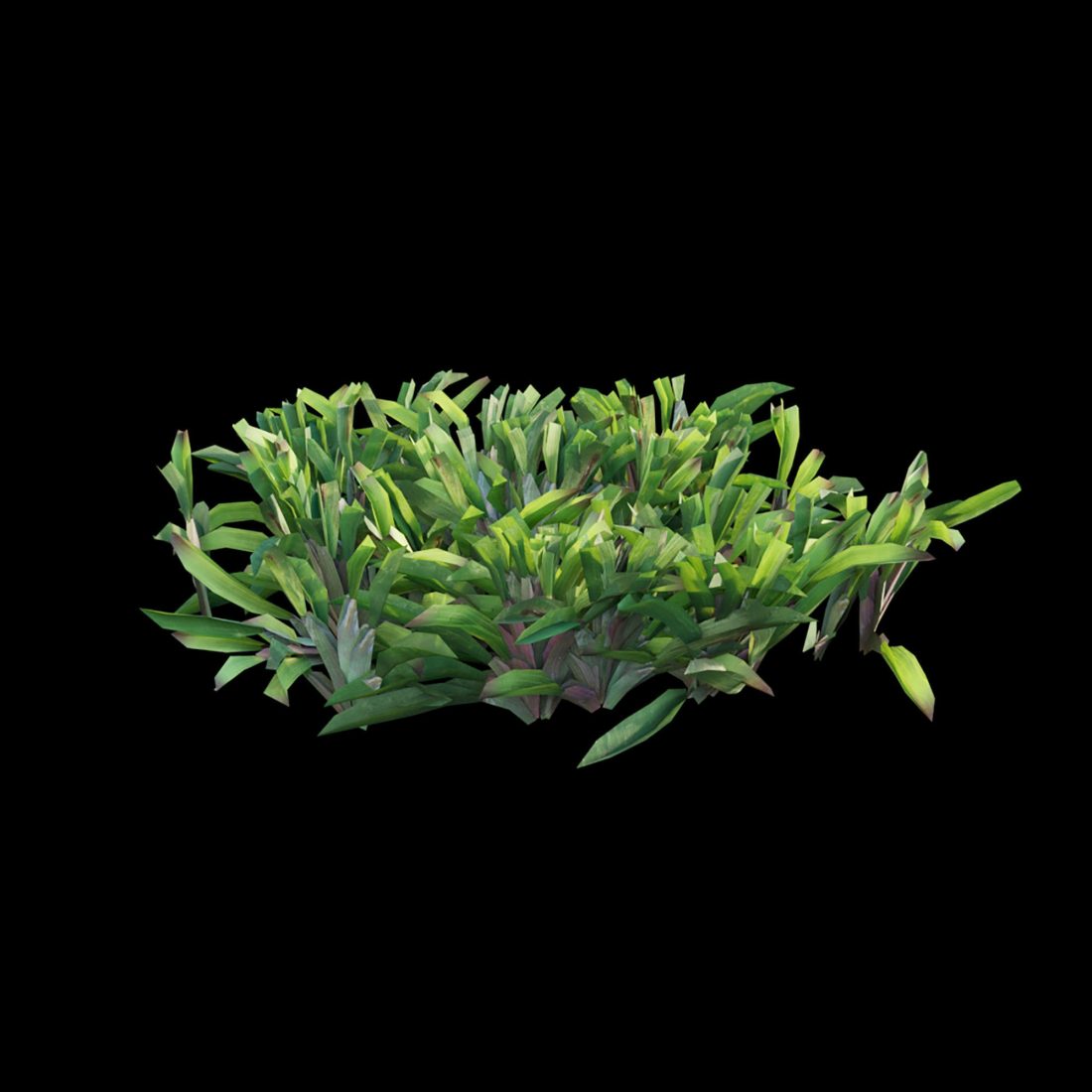 Axonopus Compressus_cut_01 3D Model for VRay, Corona | CGMood
