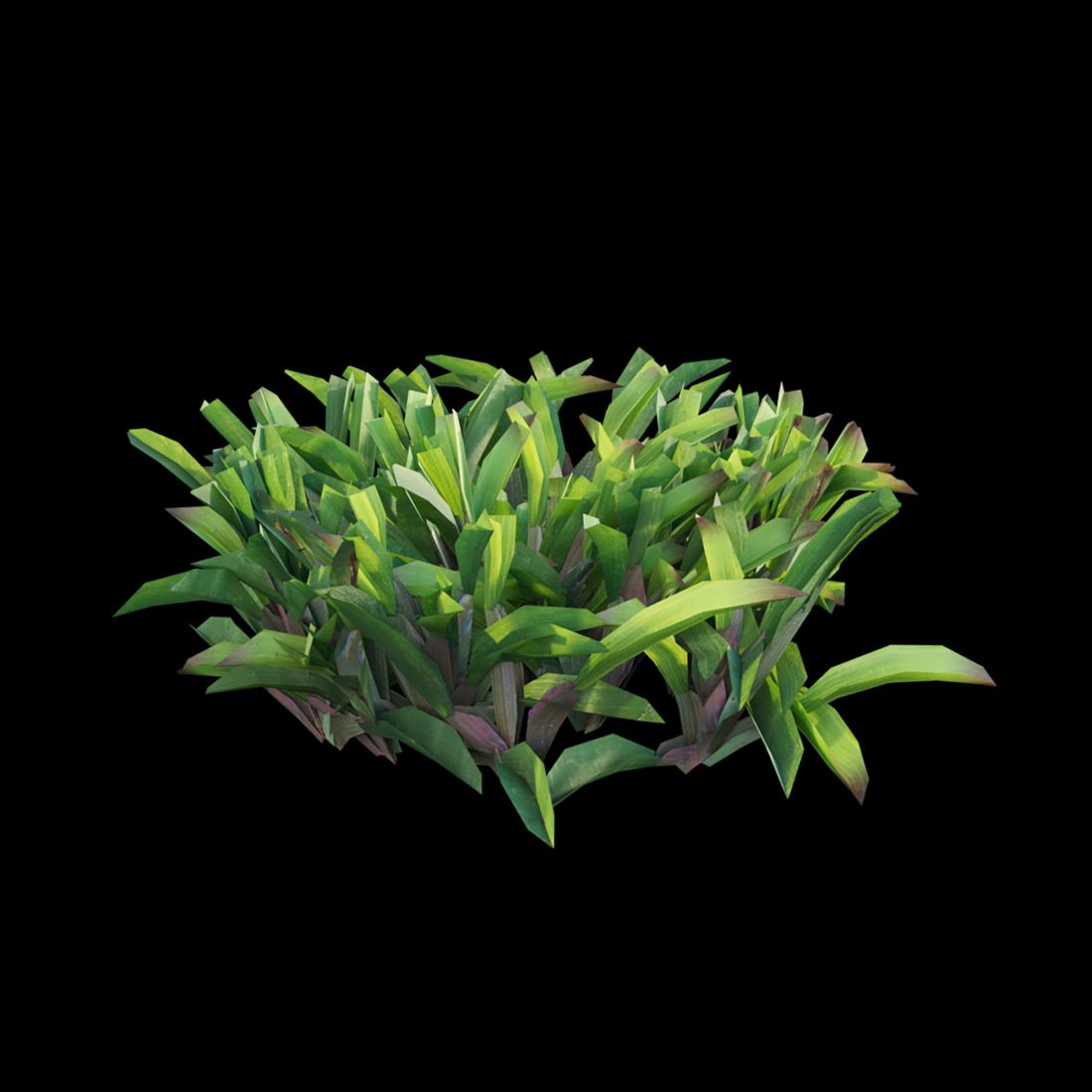 Axonopus Compressus_cut_01 3D Model for VRay, Corona | CGMood