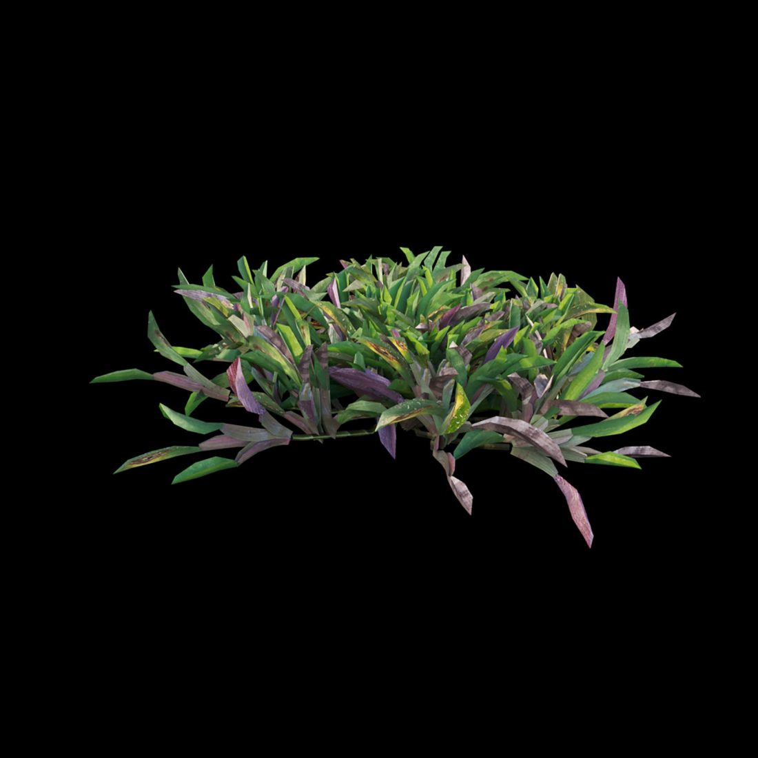 Axonopus Compressus_cut_02 - 3D Model for VRay, Corona
