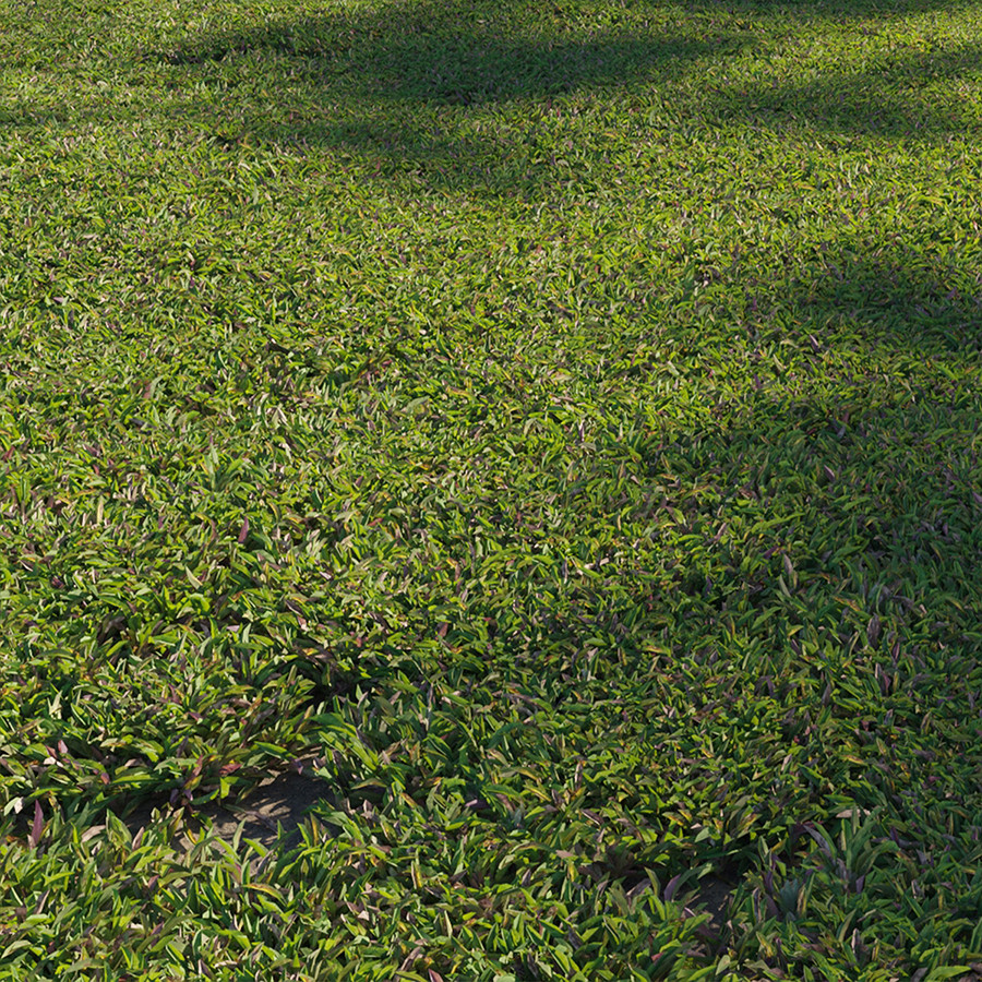Axonopus Compressus_cut_02 - 3D Model for VRay, Corona