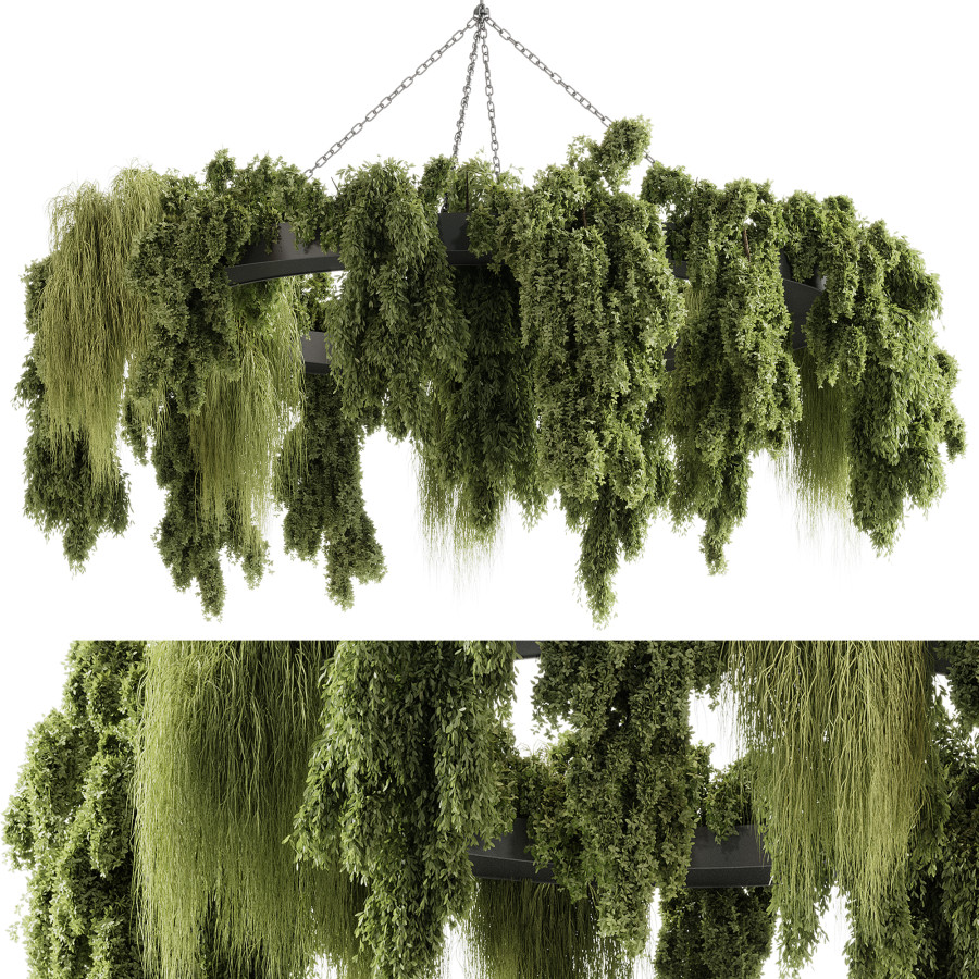 Indoor Plants 116 - Hanging Indoor Plant - 3D Model for Corona