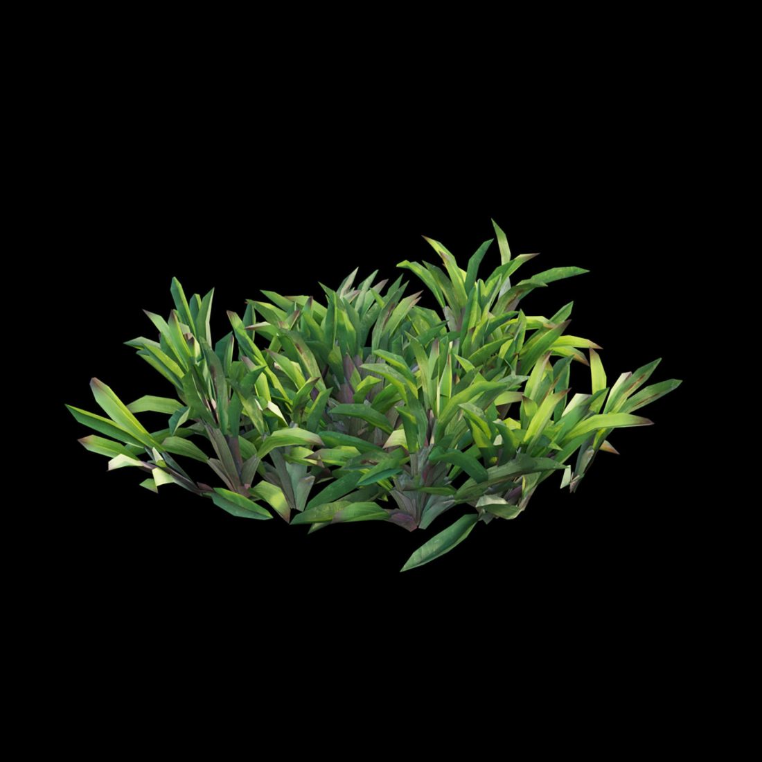 Axonopus Compressus Set 01 3D Model for VRay, Corona | CGMood