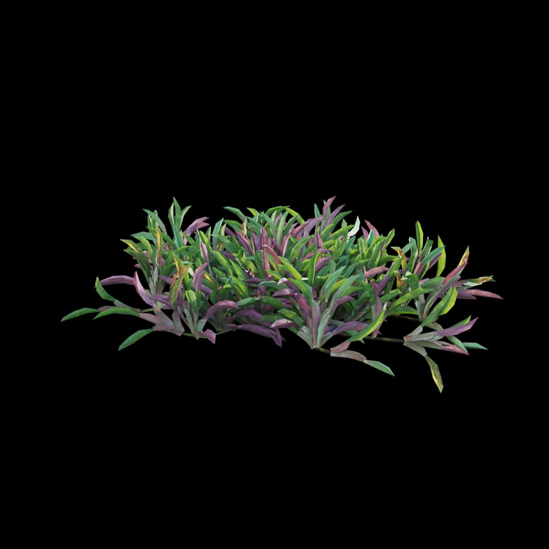 Axonopus Compressus_set_03 - 3D Model for VRay, Corona