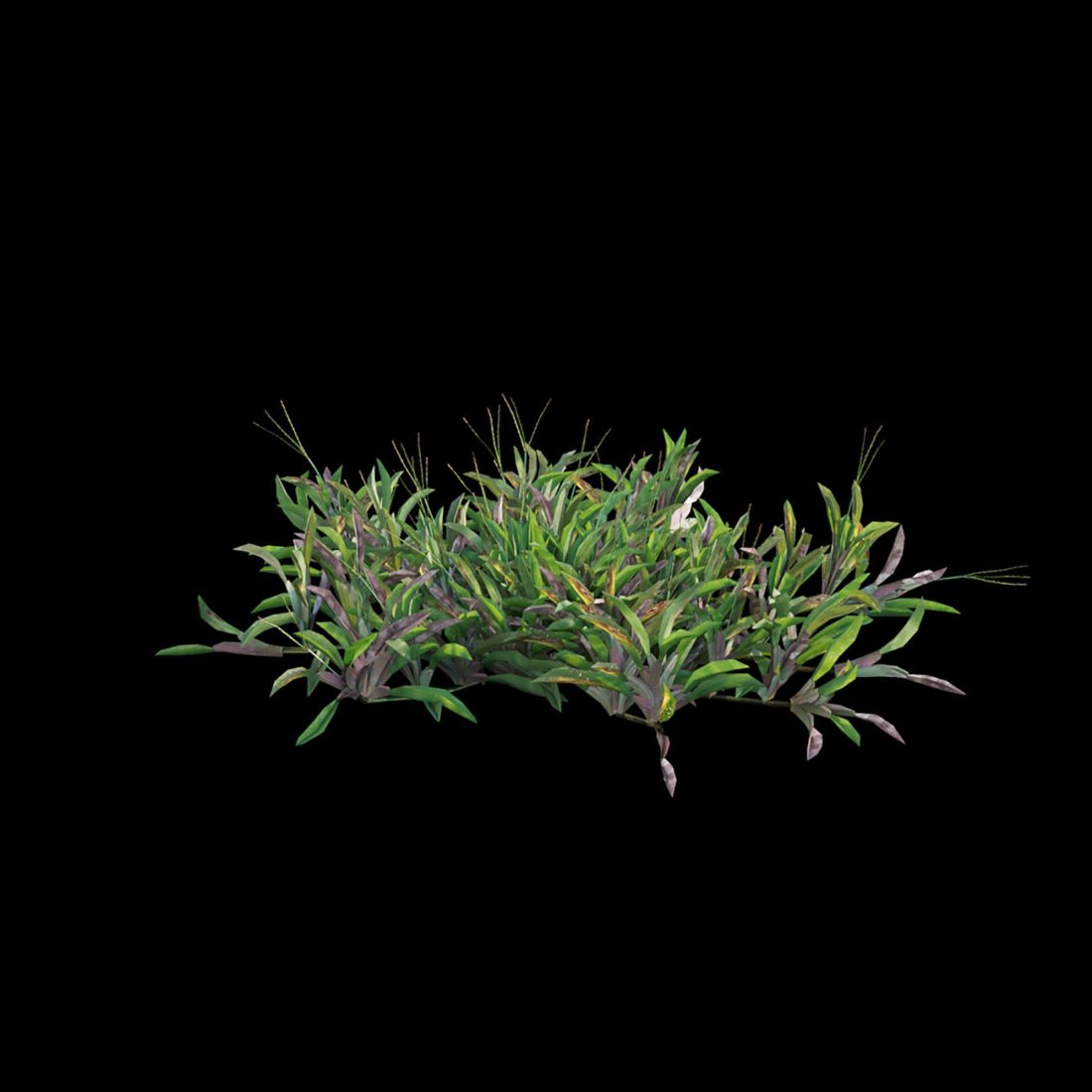 Axonopus Compressus_set_02 - 3D Model for VRay, Corona