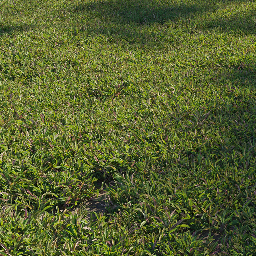 Axonopus Compressus_set_02 - 3D Model for VRay, Corona