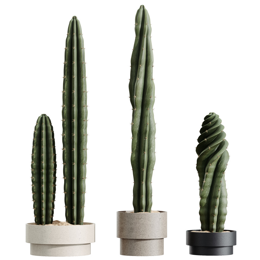 Av Houseplants Cactus Euphorbia Trigona Tree - 3D Model for VRay, Corona