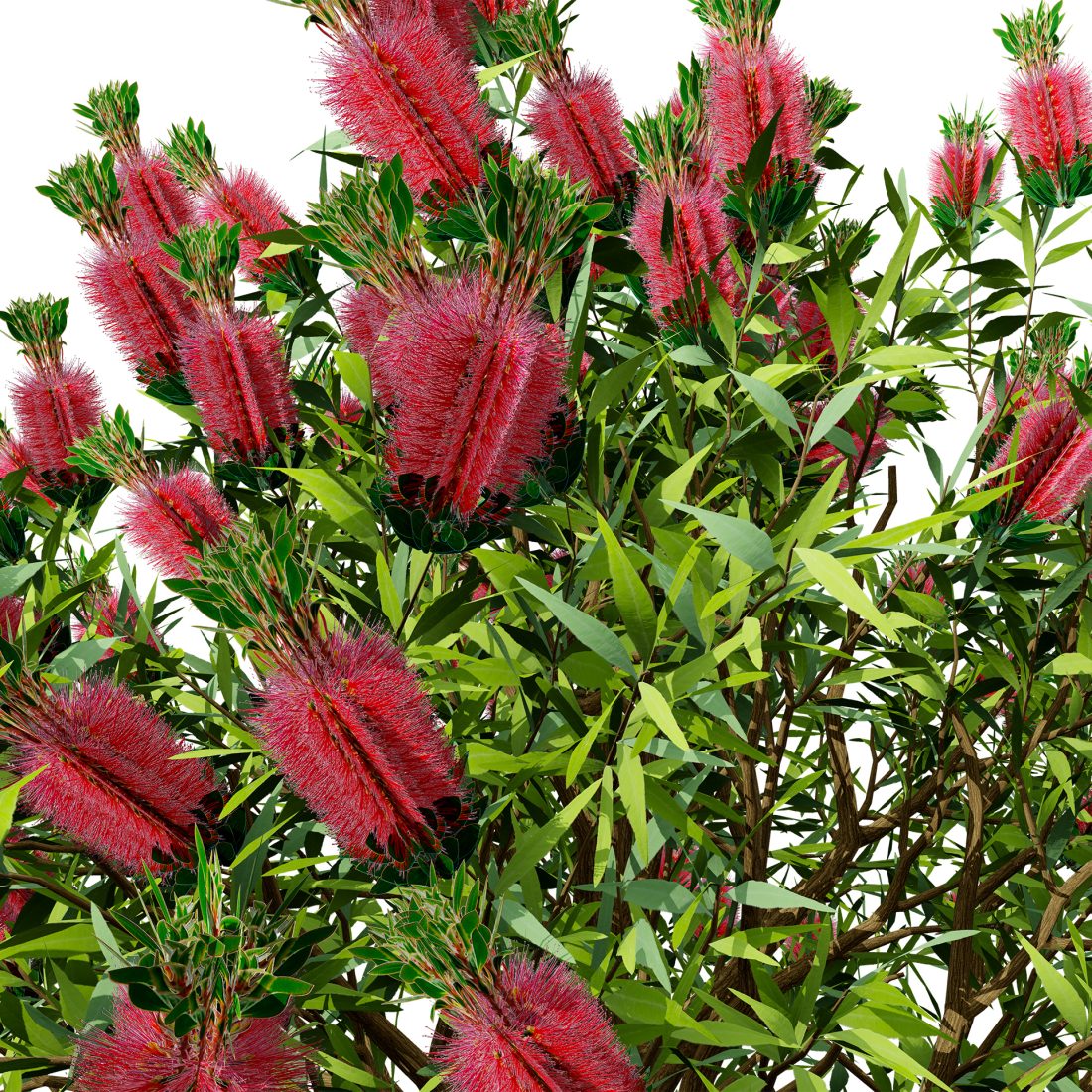 Australian Bottlebrush Trees 3D Model for VRay, Corona | CGMood