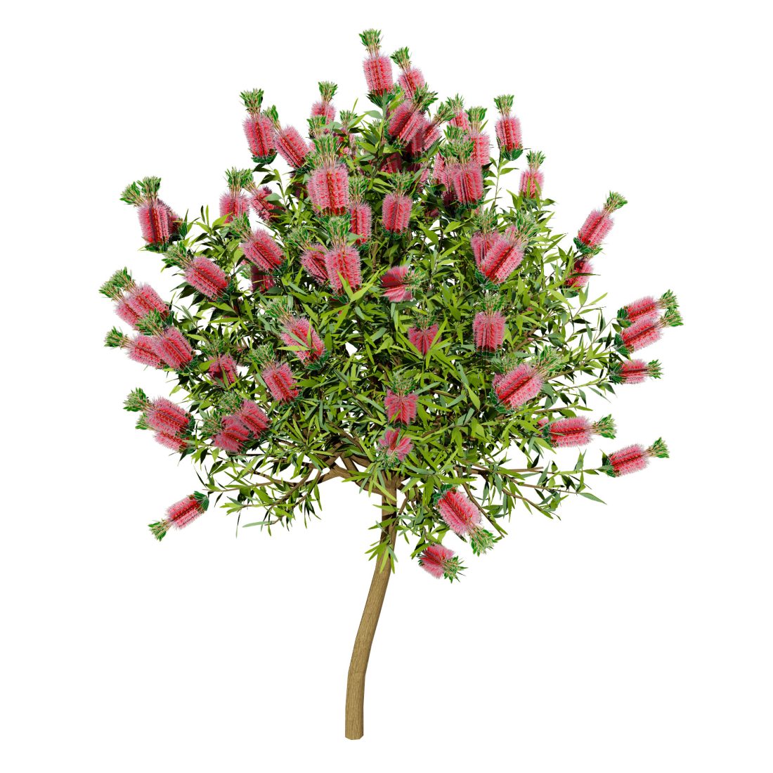 Australian Bottlebrush Trees 3D Model for VRay, Corona | CGMood