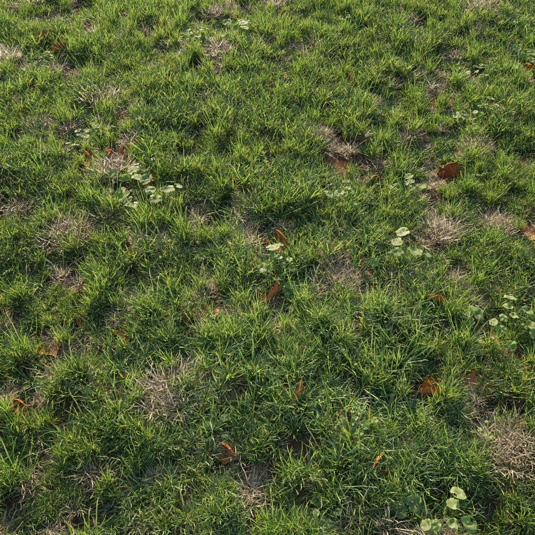 Patchy Green Grass - 3D Model for Corona
