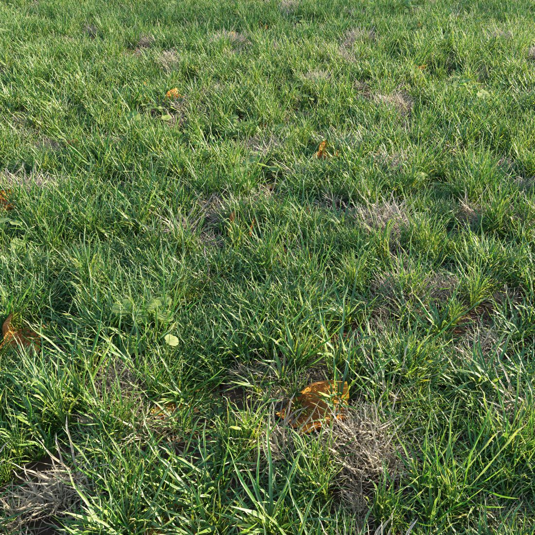 Patchy Green Grass 3D Model for Corona | CGMood
