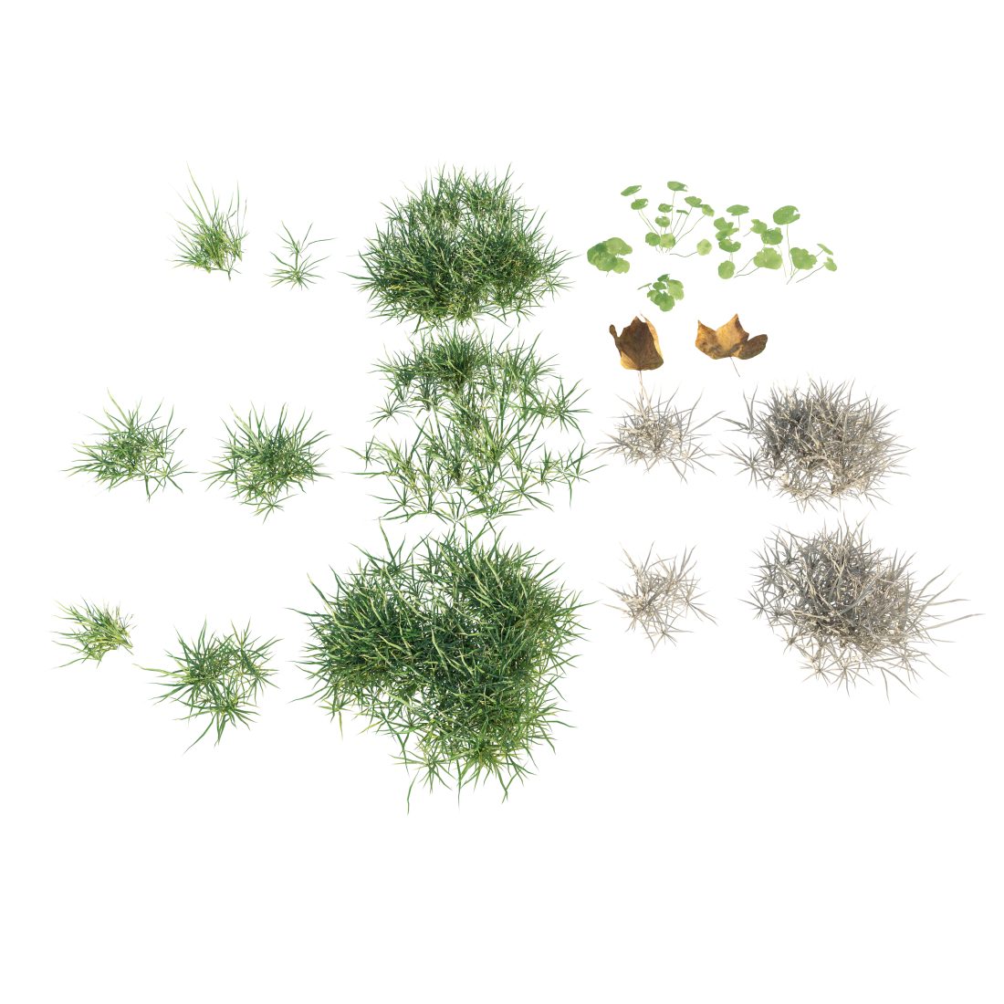 Patchy Green Grass 3D Model for Corona | CGMood