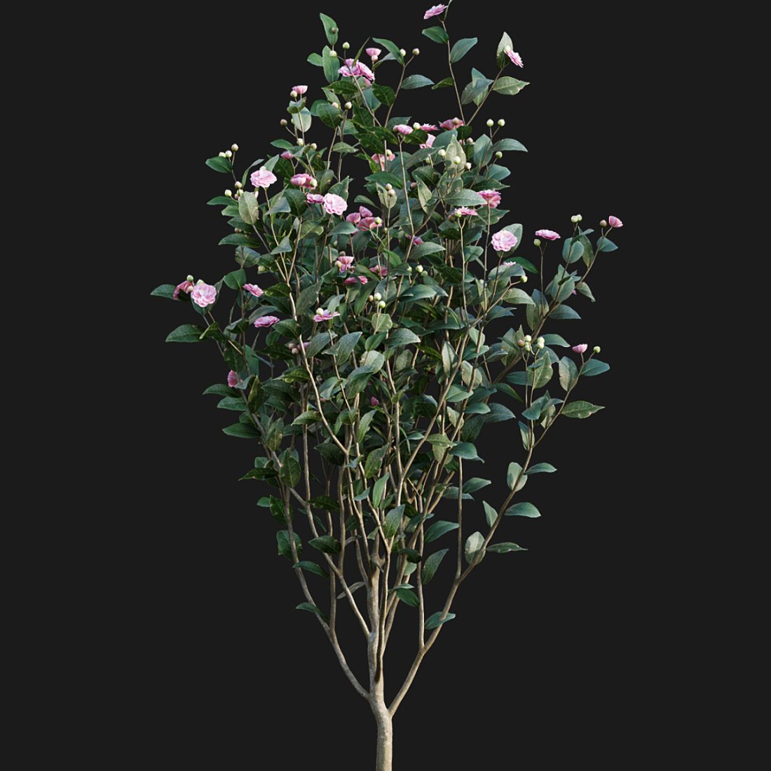 Camellia Japonica - Japanese Camellia 02 3D Model for VRay, Corona | CGMood