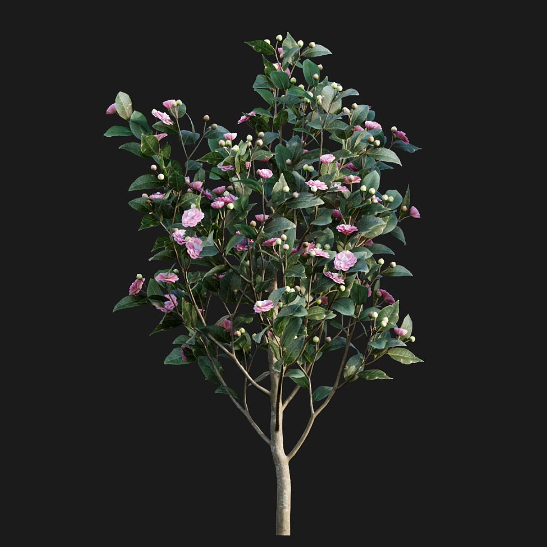 Camellia Japonica - Japanese Camellia 02 3D Model for VRay, Corona | CGMood