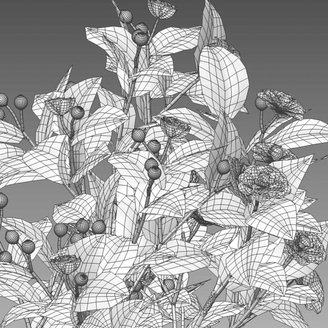 Camellia Japonica - Japanese Camellia 02 3D Model for VRay, Corona | CGMood