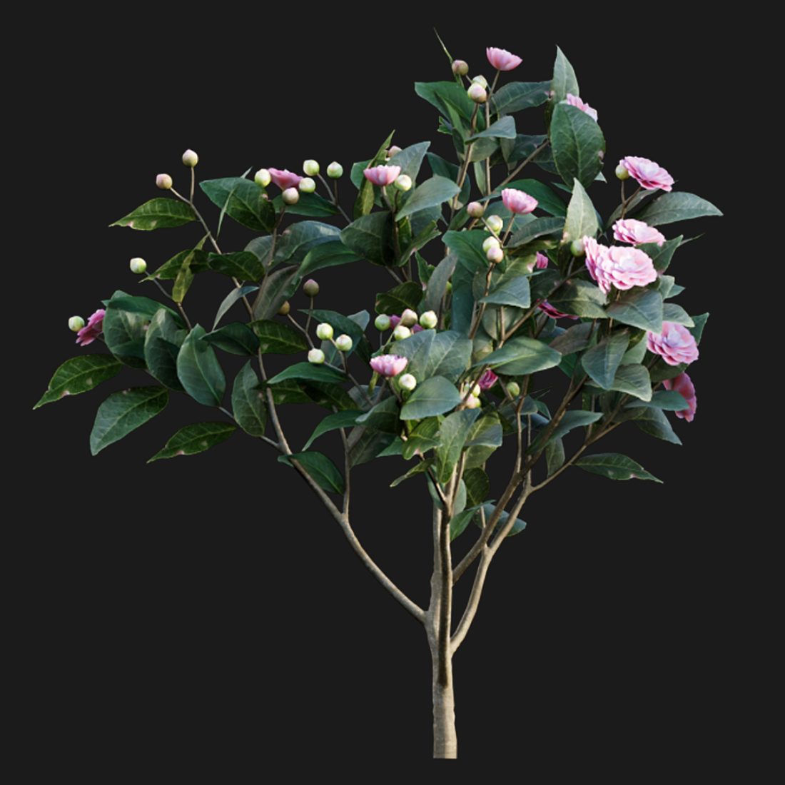 Camellia Japonica - Japanese Camellia 3D Model for VRay, Corona | CGMood