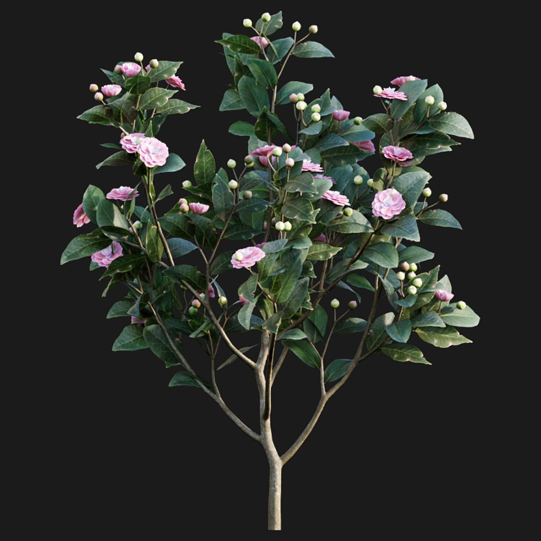 Camellia Japonica - Japanese Camellia 3D Model for VRay, Corona | CGMood