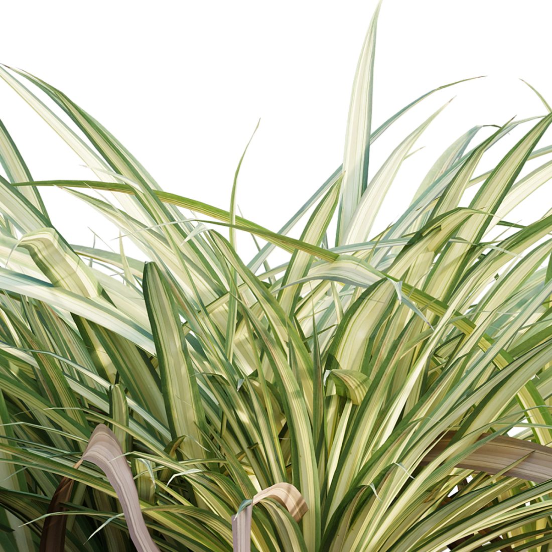 Pandanus Baptistii - Variegated Dwarf Pandanus - 3D Model for VRay, Corona